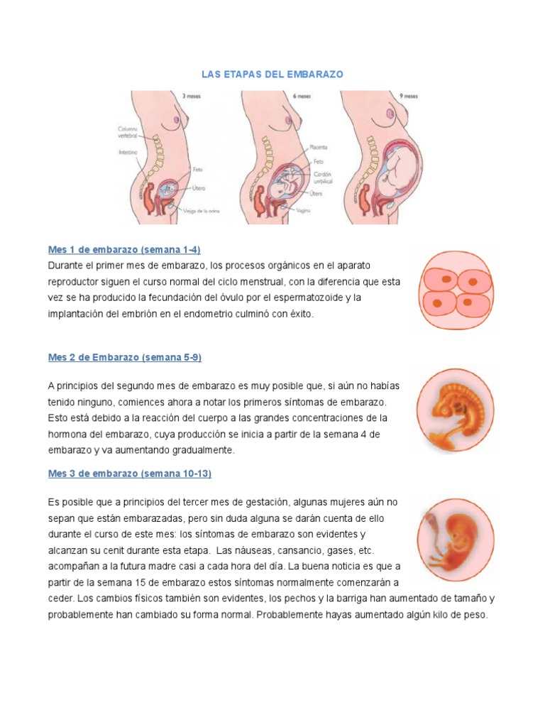 Las Etapas Del Embarazo | PDF | El embarazo | Reproducción humana