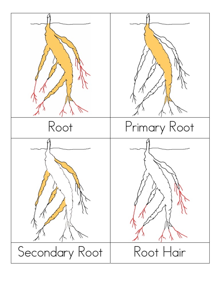 Parts of a root
