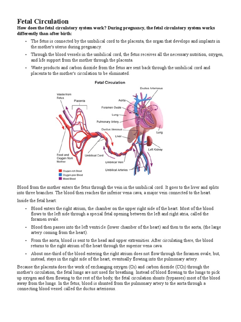 Fetal Circulation Flow Chart