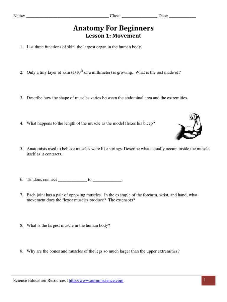 Anatomy For Beginners Movement Worksheet Pdf Neuroanatomy