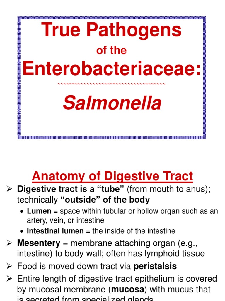 True Pathogens Enterobacteriaceae:: of The | PDF | Human Digestive ...