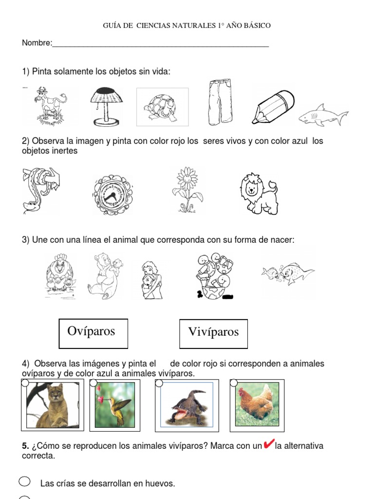 Guía de Seres Vivos 1° Básico | PDF | Ciencia y matemáticas