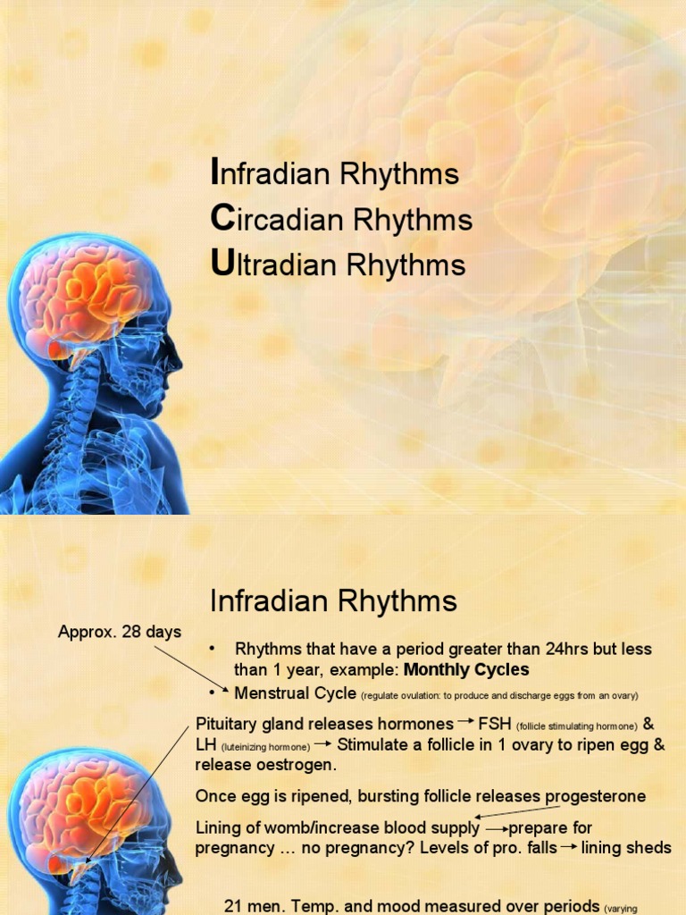 AQA A-Level Psychology PYA4: Infradian, Circadian and Ultraradian ...
