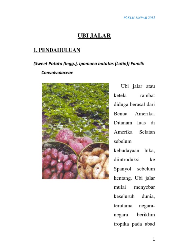 Buku Panduan Ubi Jalar | PDF