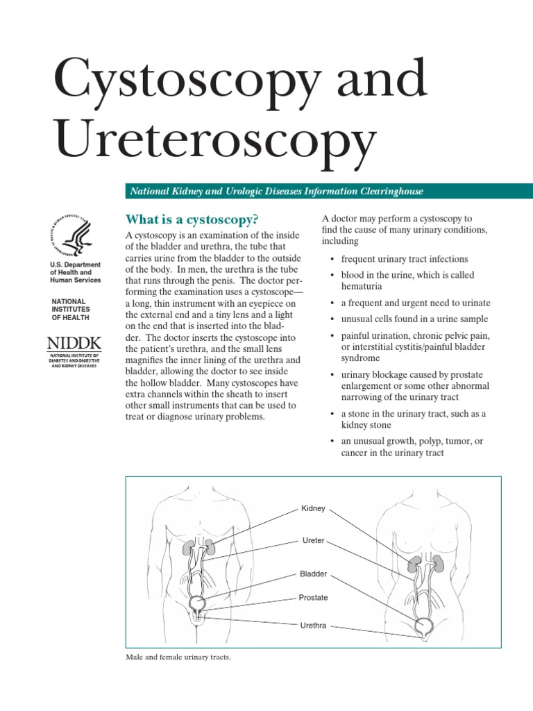Cystoscopy 508 | PDF | Health Sciences | Urology