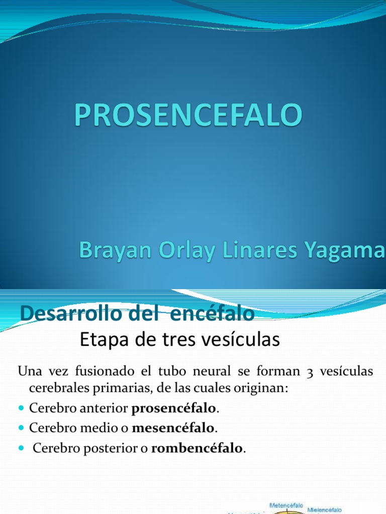Prosencefalo BL | PDF | Corteza cerebral | Cerebro