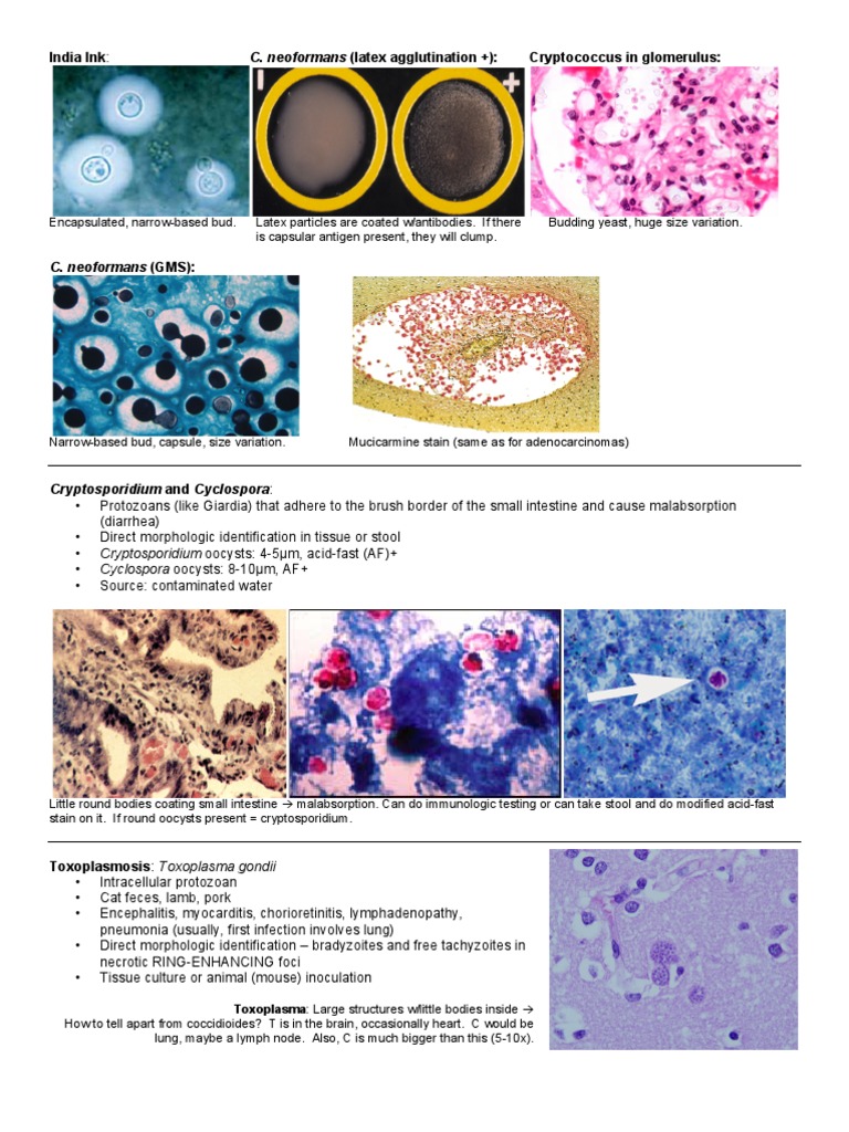 Infectious Disease Pathology p56-75 | PDF | Sexually Transmitted ...