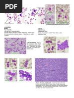 Scottie Dog Sign (Spine) Radiology Reference Article | PDF | Vertebral ...