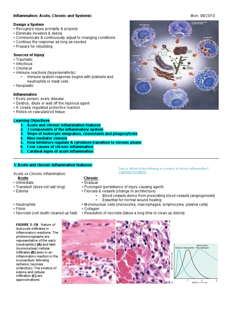 Pathology Week 2 p1-18 | PDF | Wound Healing | Extracellular Matrix