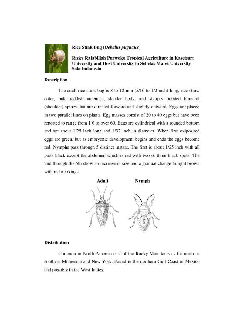Rice Stink Bug (Oebalus Pugnax) | PDF | Seed | Rice