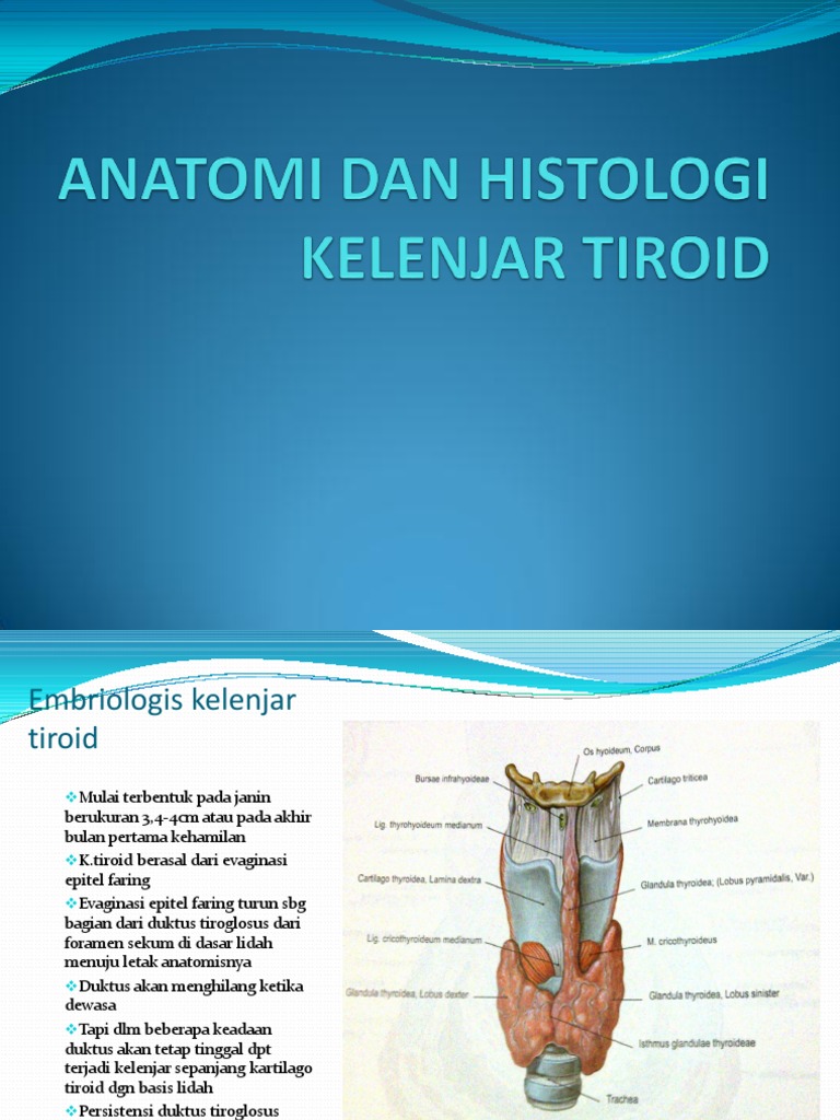 Anatomi Dan Histologi Kelenjar Tiroid | PDF