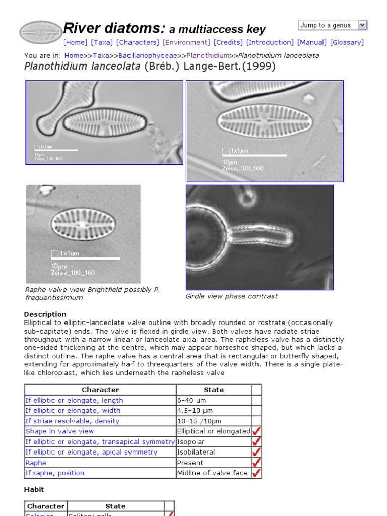 River Diatoms:: A Multiaccess Key | PDF | Fresh Water | Species