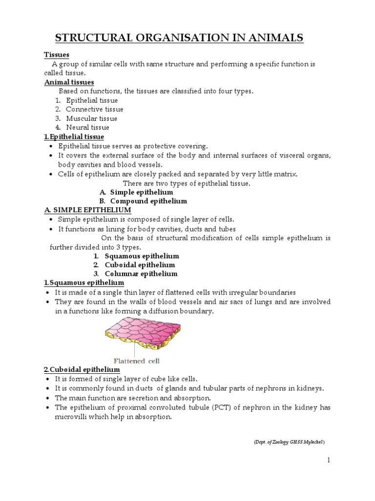 Structural Organisation in Animals | PDF | Epithelium | Connective Tissue