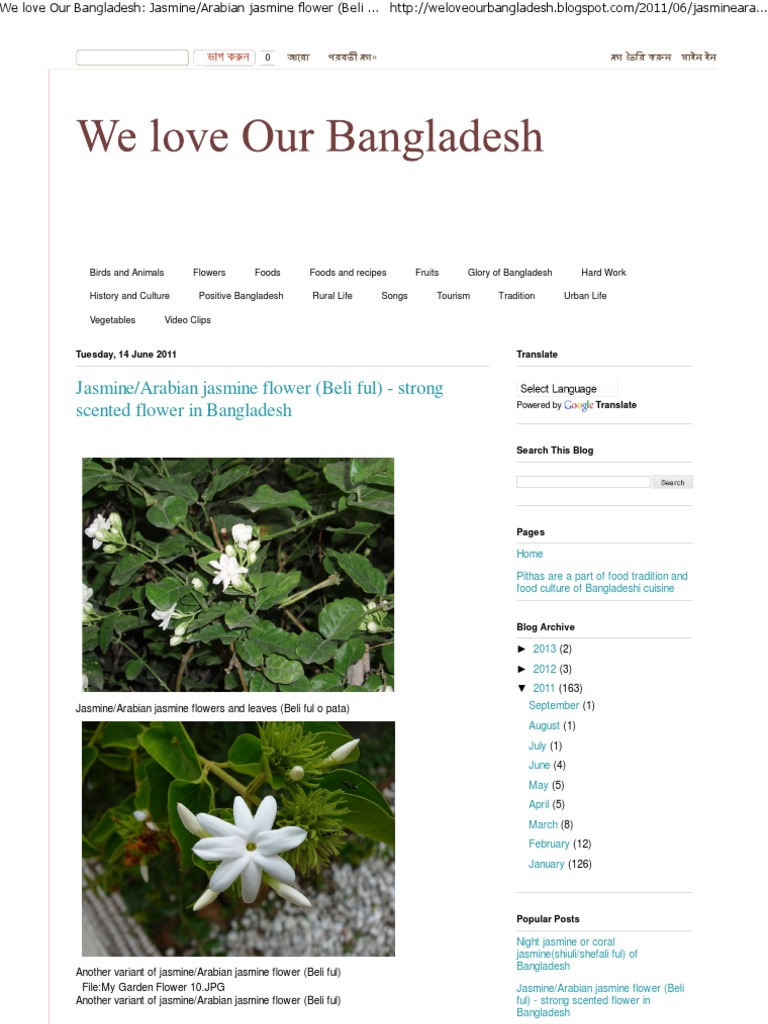 We Love Our Bangladesh_ Jasmine_Arabian Jasmine Flower (Beli Ful ...