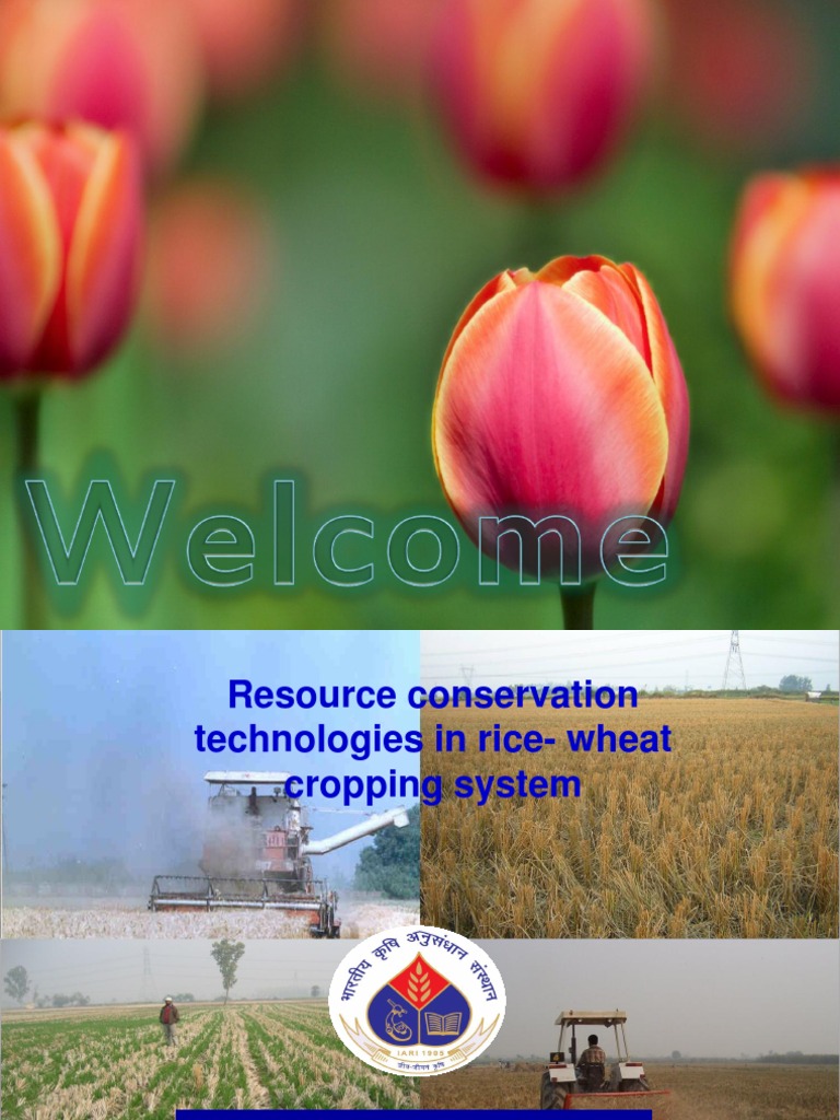 Resource Conservation Techniques in Rice Wheat Cropping System | PDF ...