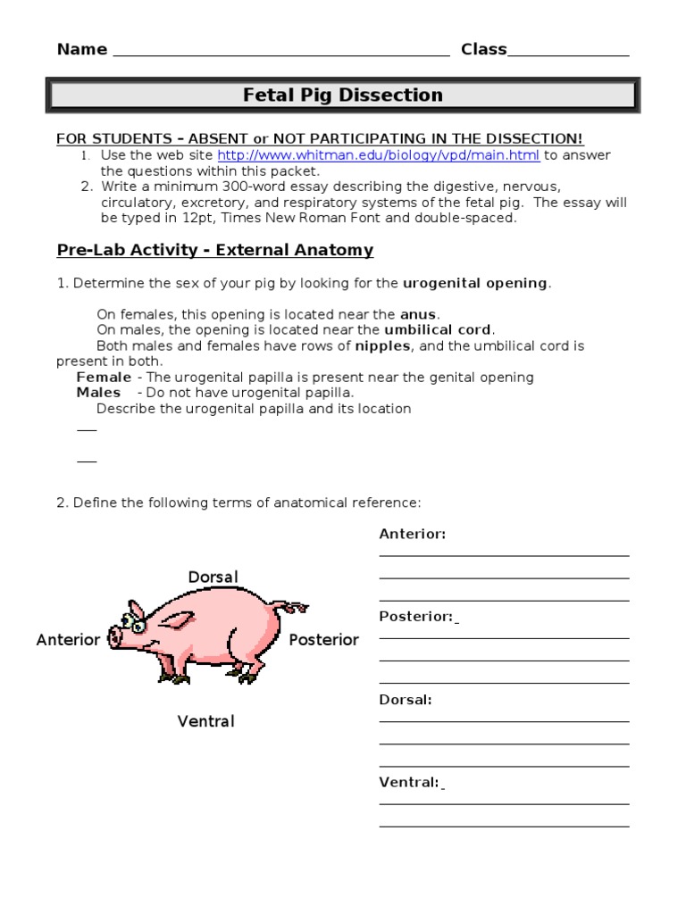 The Anatomy of The Fetal Pig | PDF | Stomach | Pancreas
