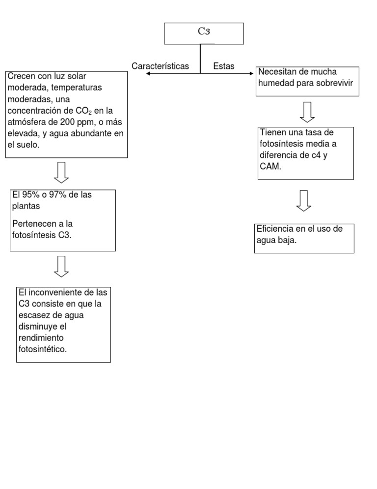 Mapa Conceptual de c3 | PDF