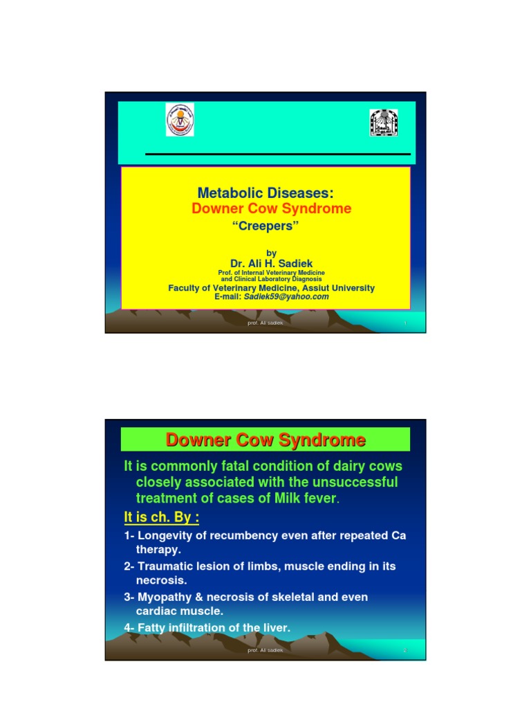 Downer Cow Syndrome Creeper Cows Diseases And Disorders Epidemiology