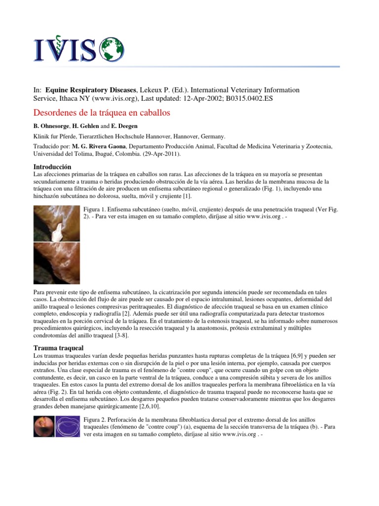 Afecciones de la tráquea en caballos | PDF | Tos | Sistema respiratorio