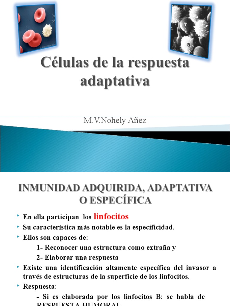 Células de La Respuesta Adaptativa | PDF | Célula T | Linfocitos