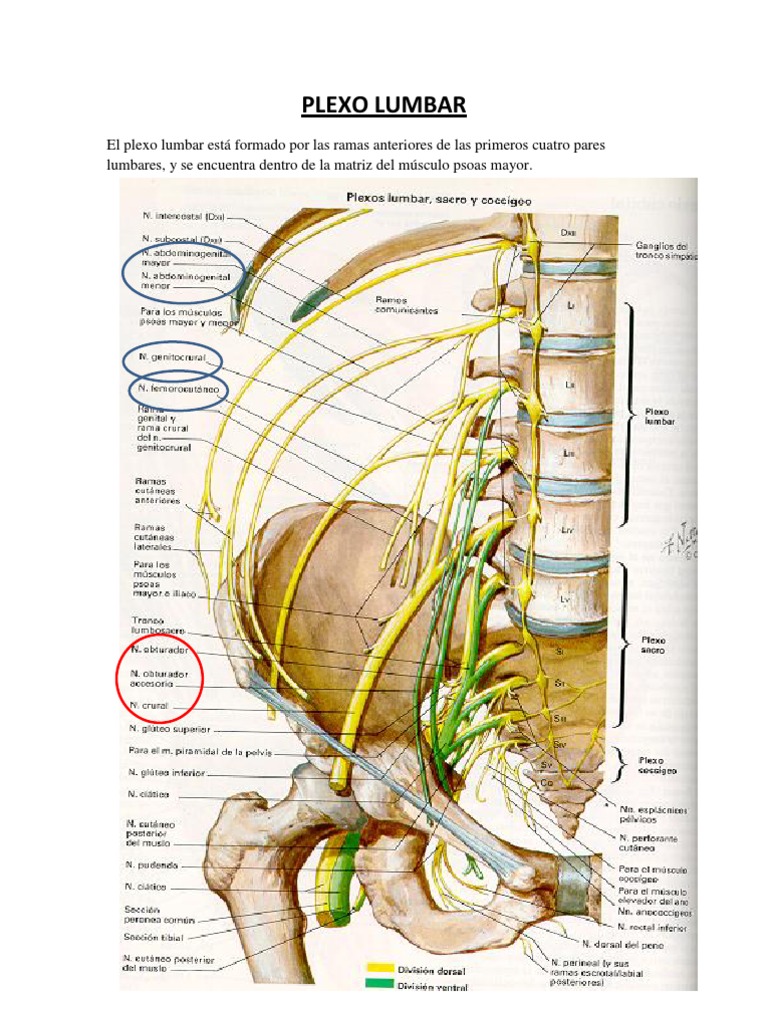 Plexo Lumbar