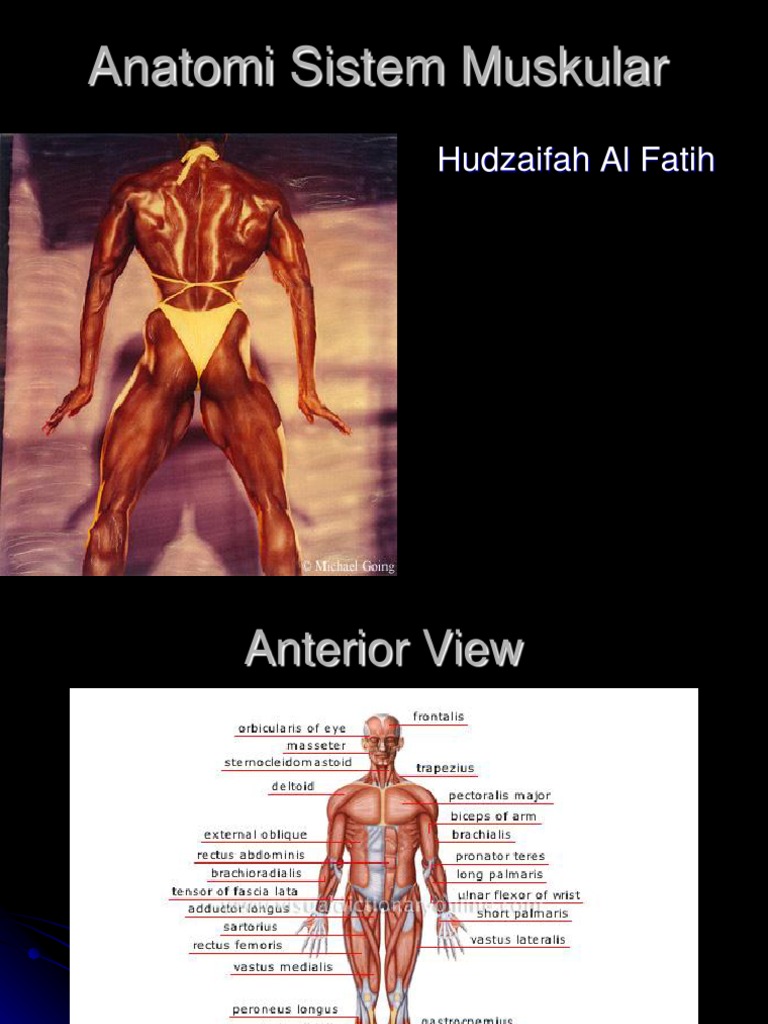 Anatomi Sistem Muskular | PDF