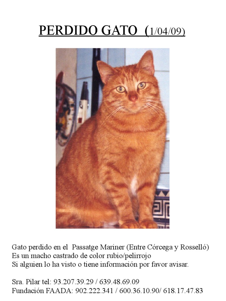 Gato Perdido | PDF
