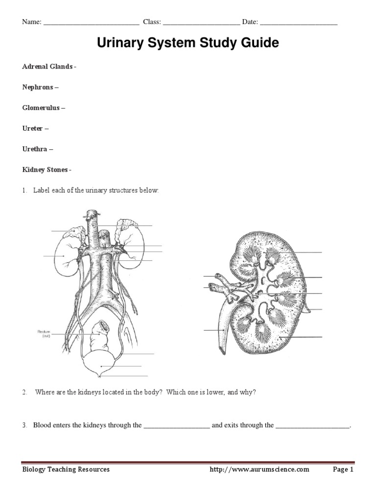 Urinary System Study Guide | PDF | Science & Mathematics