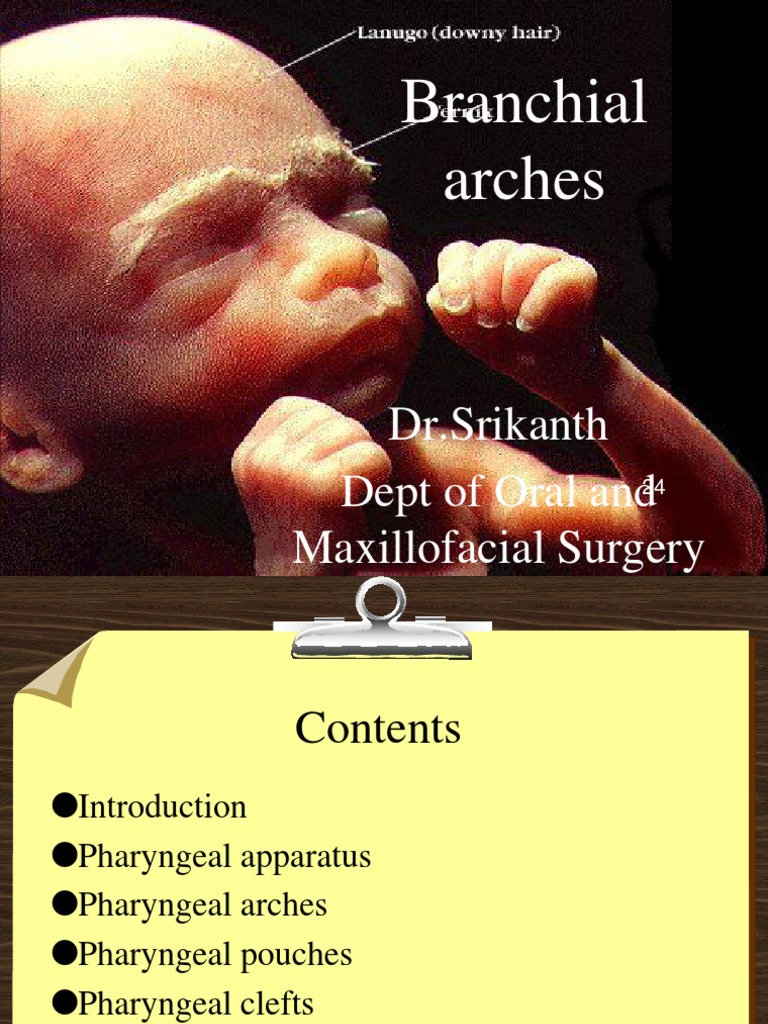 Branchial Arches | Human Anatomy | Zoology