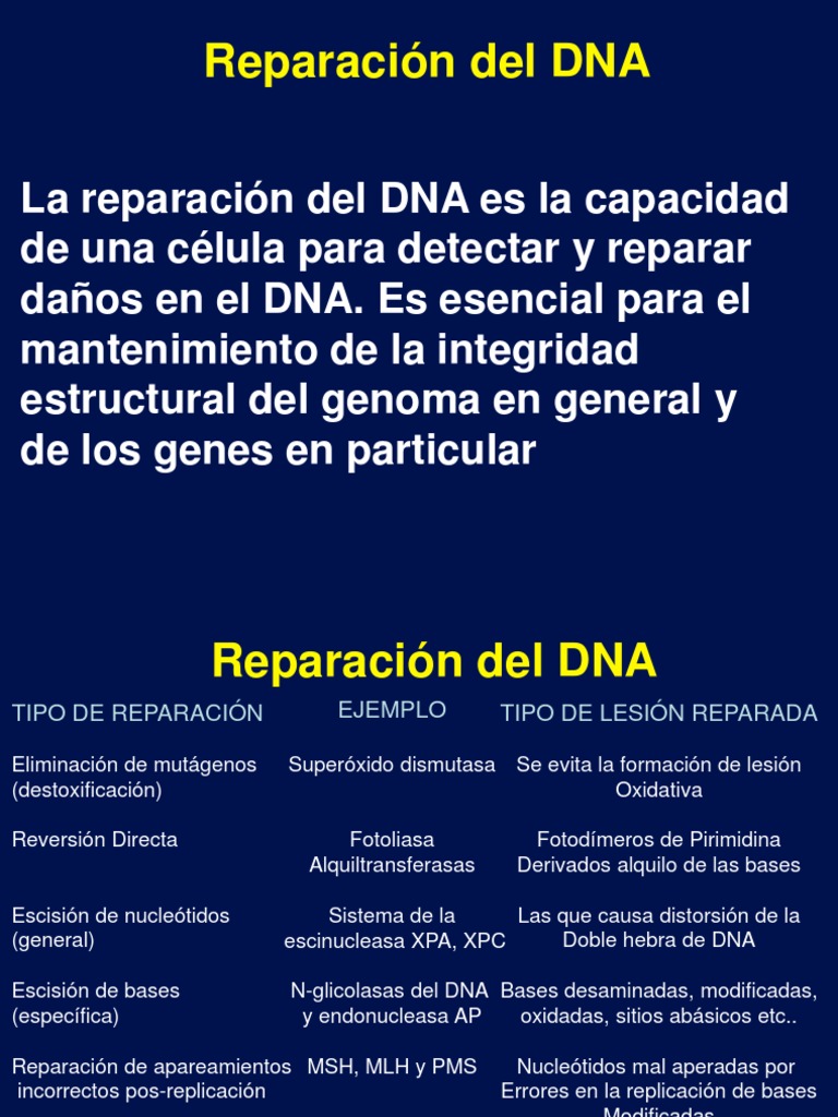 Reparación Del DNA | PDF | Replicación De Adn | Adn