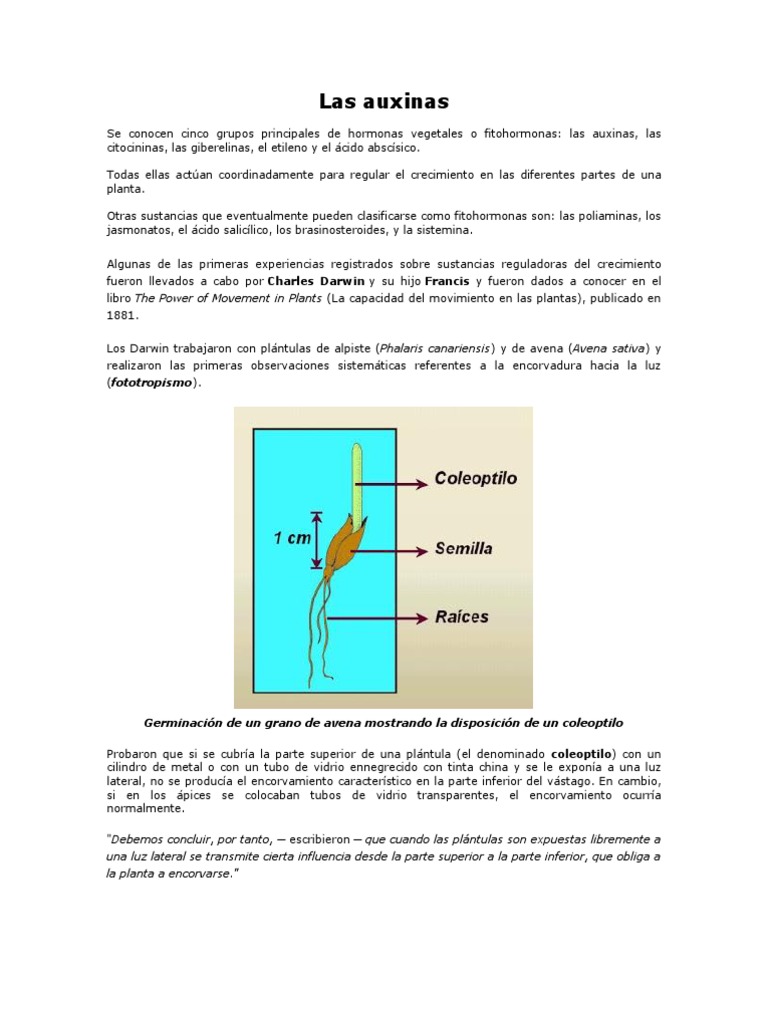 Las Auxinas | PDF | Auxina | Hormona Vegetal