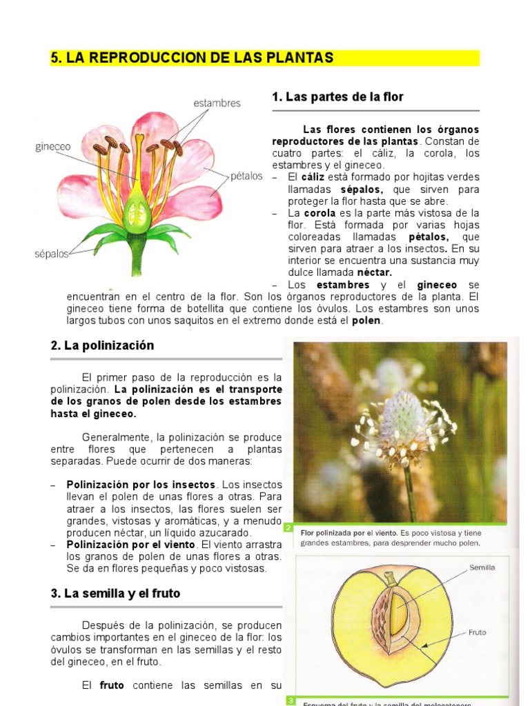 5.la Reproduccion de Las Plantas | PDF