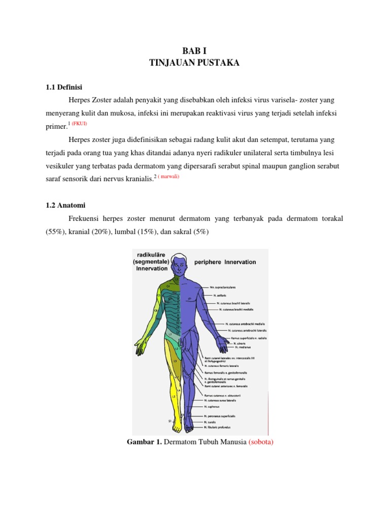 Dermatom Herpes Zoster dan Epidemiologinya | PDF