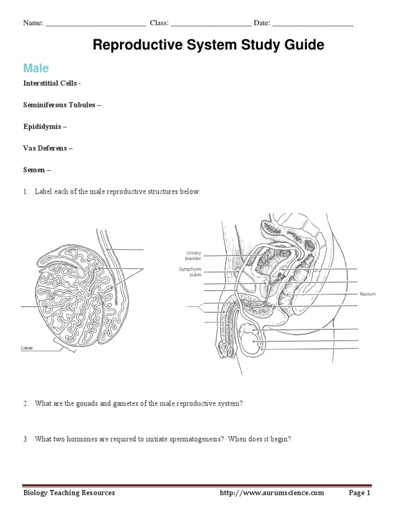 Reproductive System Study Guide | PDF | Reproductive System | Uterus