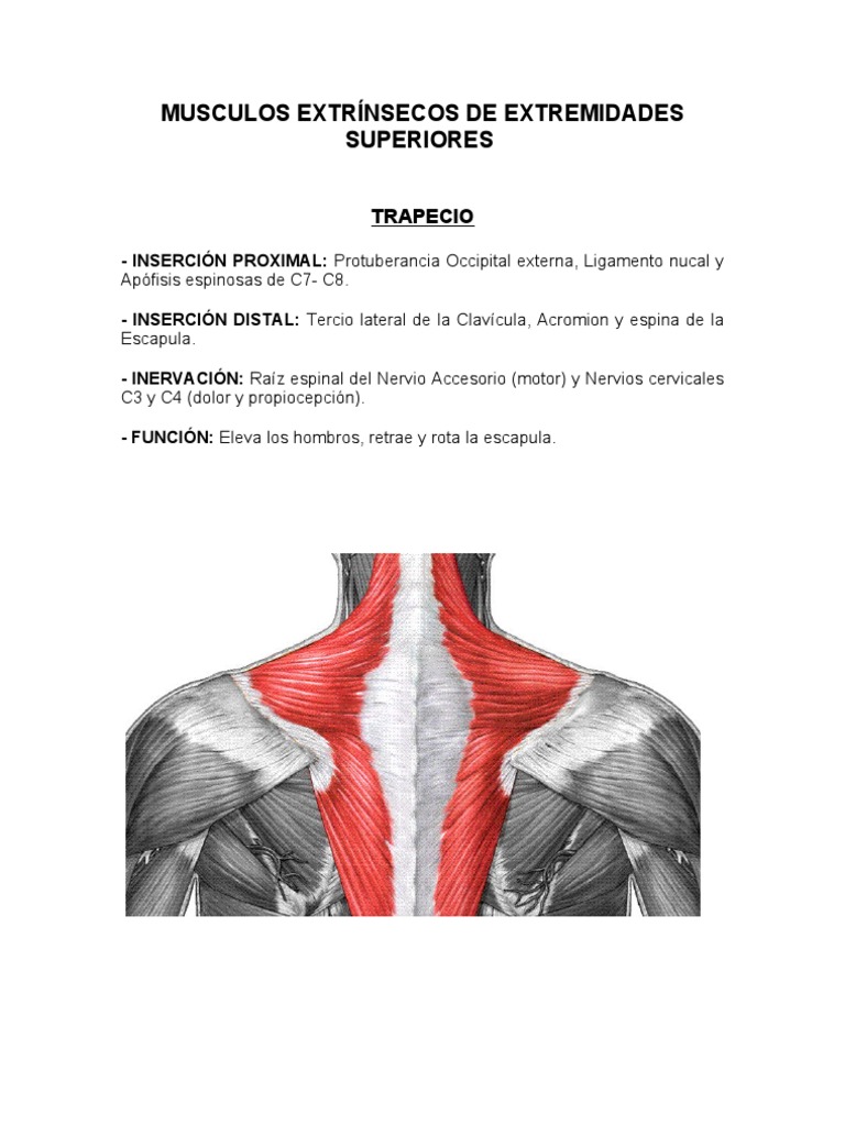 Musculos EESS | PDF | Mano | Extremidades (anatomía)