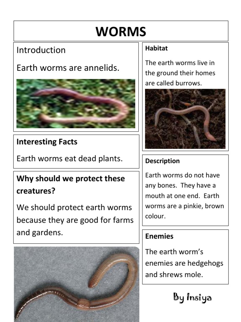 Worms: Earth Worms Are Annelids | PDF