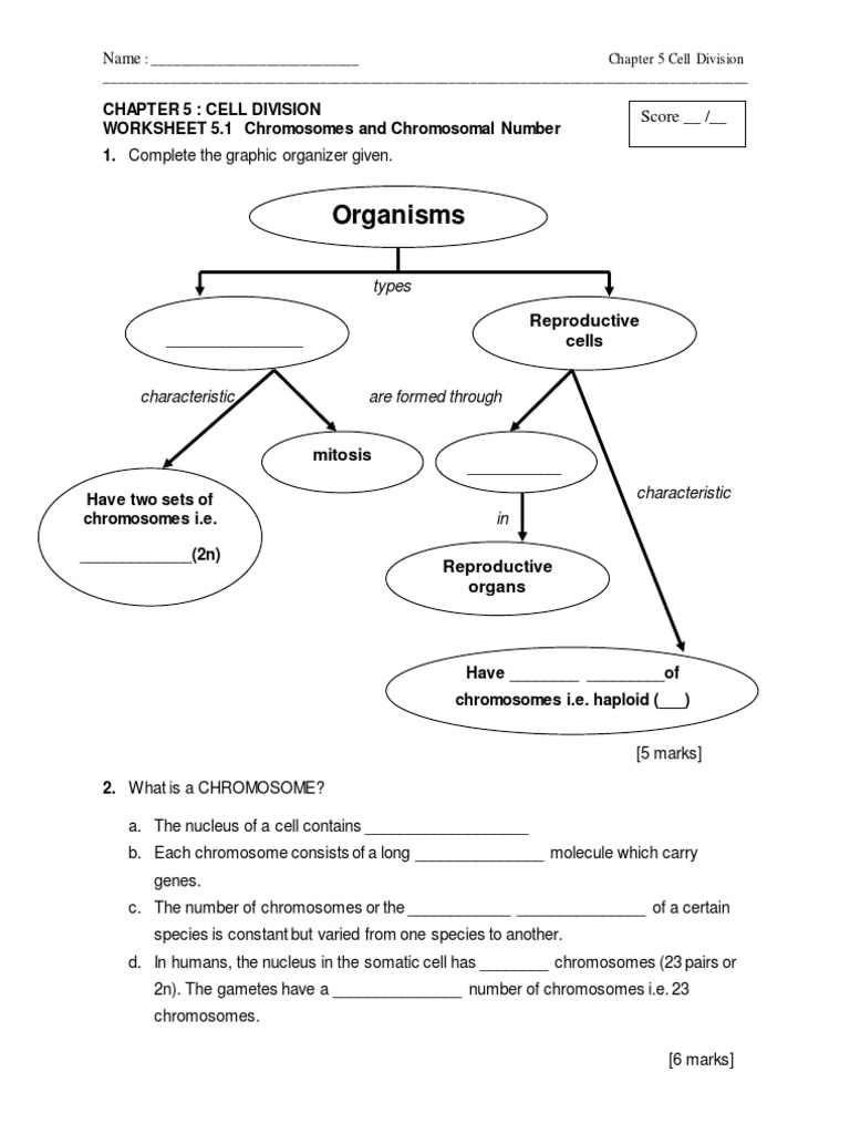 Meiosis And Mitosis Graphic Organizer