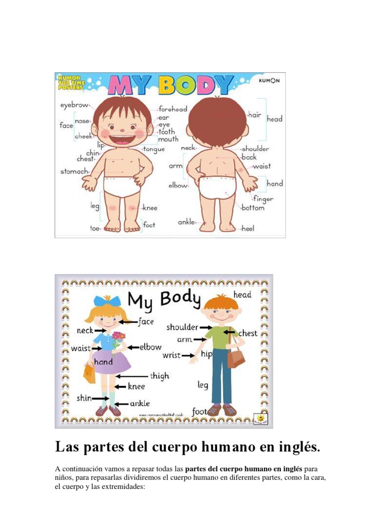 Las Partes Del Cuerpo Humano En Inglés Pdf órgano Anatomía Zoología