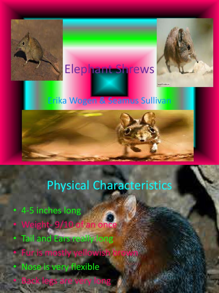 Elephant Shrew Overview and Diet | PDF