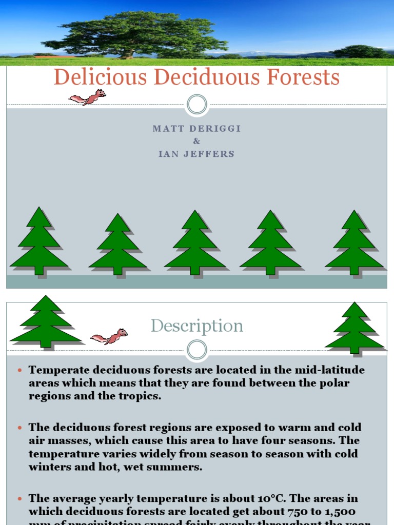 Delicious Deciduous Forests | PDF | Forests | Climatology