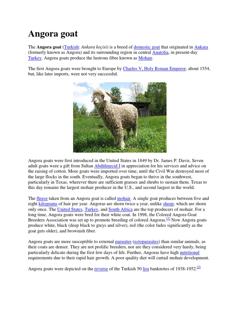 Angora Goat: Turkish Domestic Goat Ankara Anatolia Turkey Mohair ...