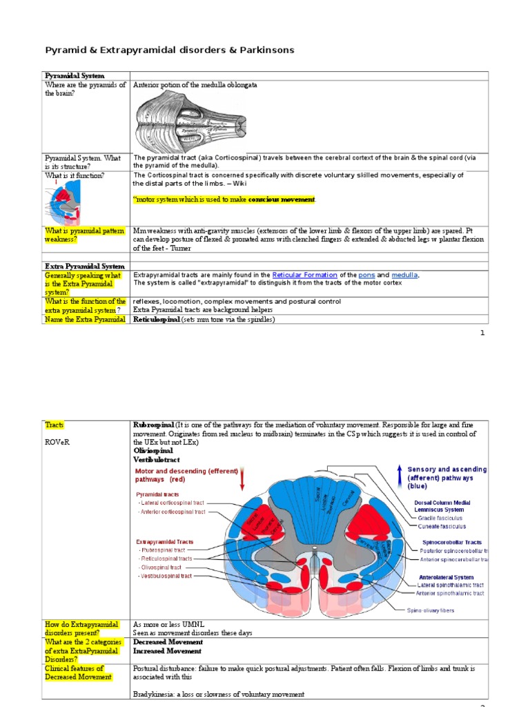 Pyramidal vs Extrapyramidal Disorders | PDF | Neuroanatomy | Human Anatomy