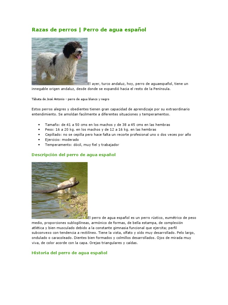 Nuevo Documento de Microsoft Word | PDF | Perros | Subespecie De Canis Lupus