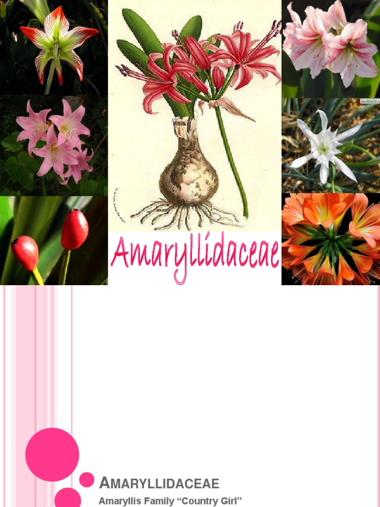 Amaryllidaceae | PDF | Plants | Plant Morphology