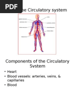 Circulatory SystemWorksheet | PDF | Vein | Heart
