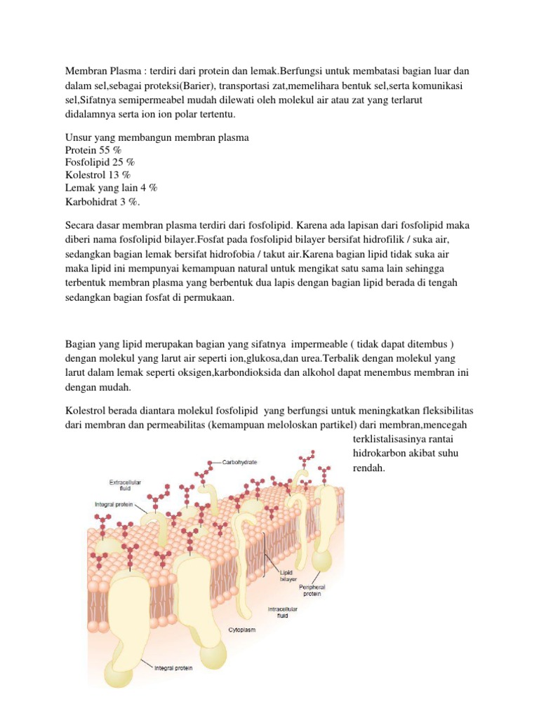 Membran Plasma | PDF