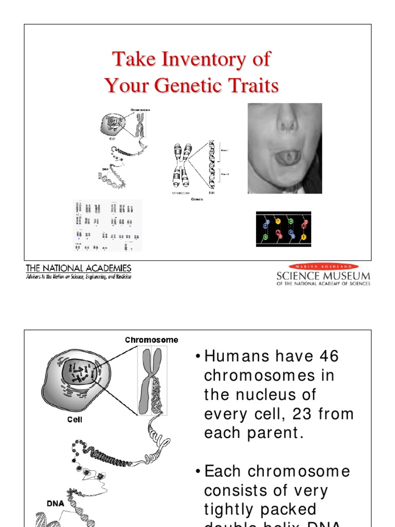 Inventory of Genetic Traits | PDF | Gene | Dominance (Genetics)