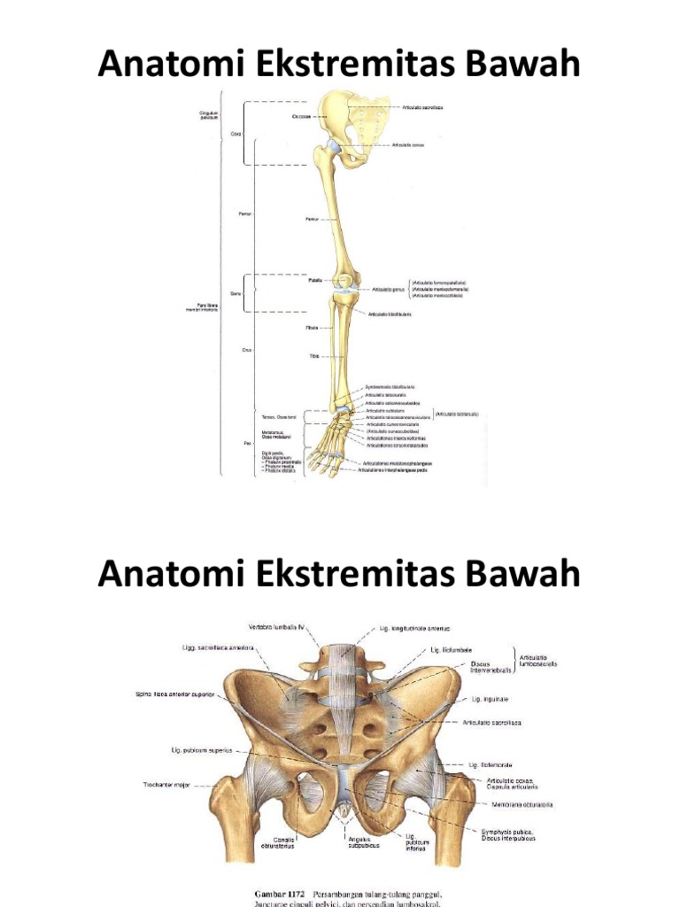 Anatomi Ekstremitas Bawah | PDF