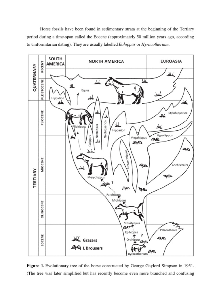Evolution of Horse | PDF | Horses | Evolution