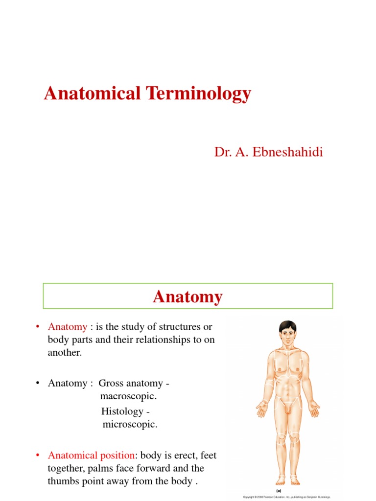 Understanding Anatomical Terminology | PDF | Anatomical Terms Of ...